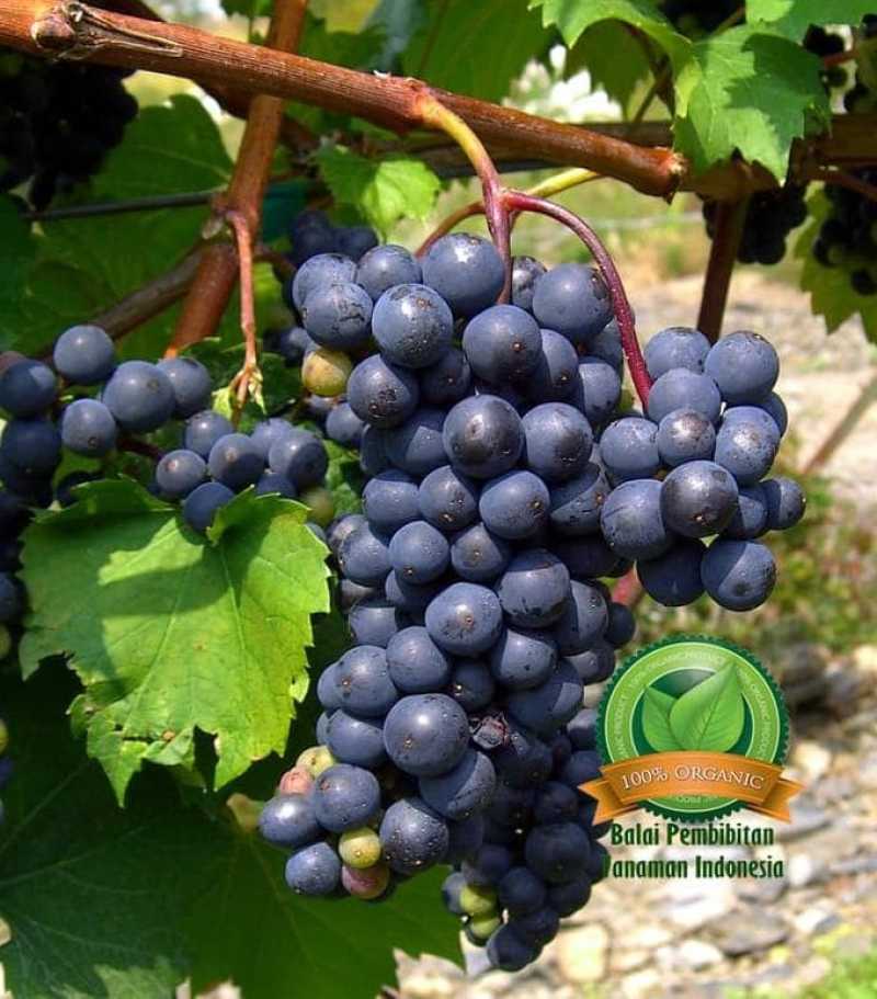 Jual Asli Bibit Anggur Maroo Seedles / Bibit Buah / Tanaman Asli! Di ...