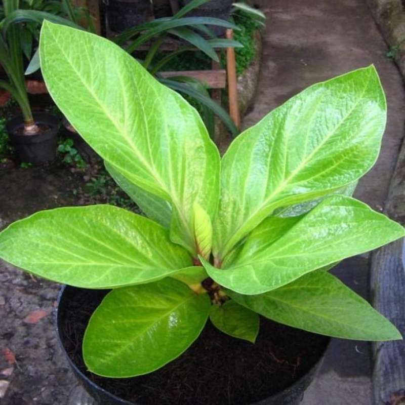 Jemani Cobra