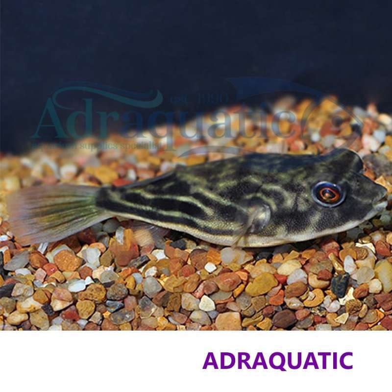 Jual IKAN HIAS BUNTAL FAHAKA BUNTEL PUFFERFISH PUFFER FISH PUFF AIR ...