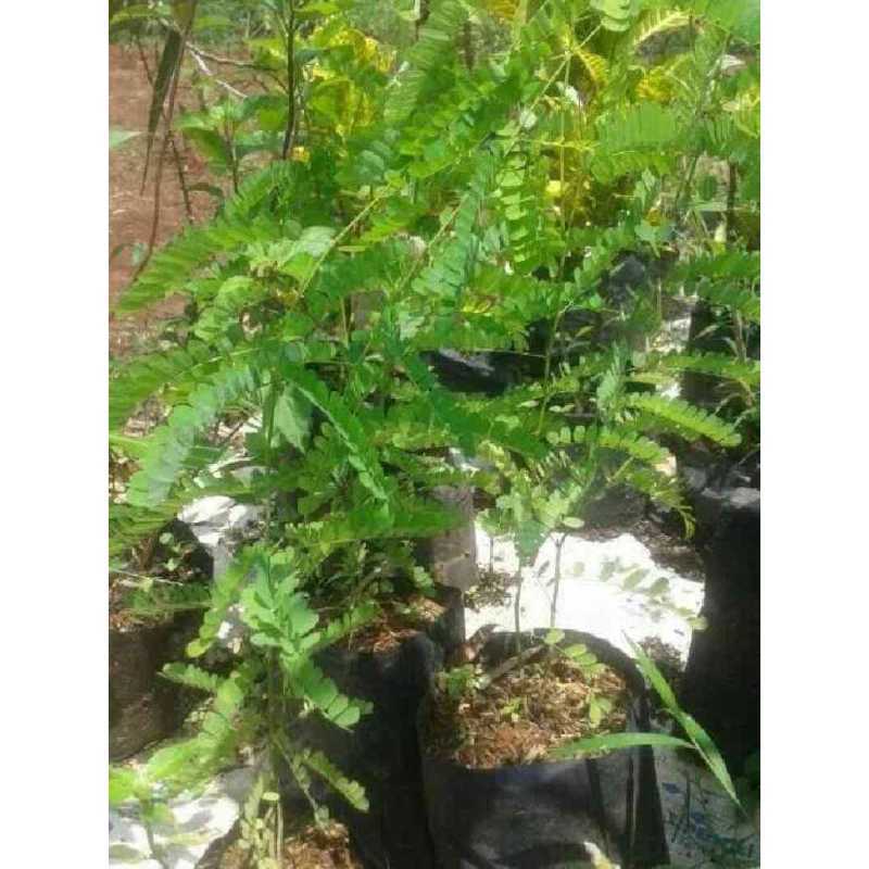 Jual Tanaman obat herbal saga/daun saga/pohon saga di Seller Restu ...