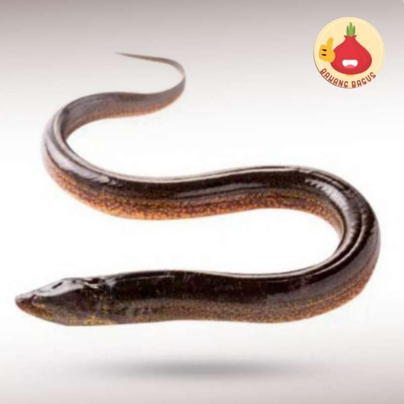 Jual Belut 500gr / Belut Segar / Ikan Segar - Bawangbagus di Seller ...
