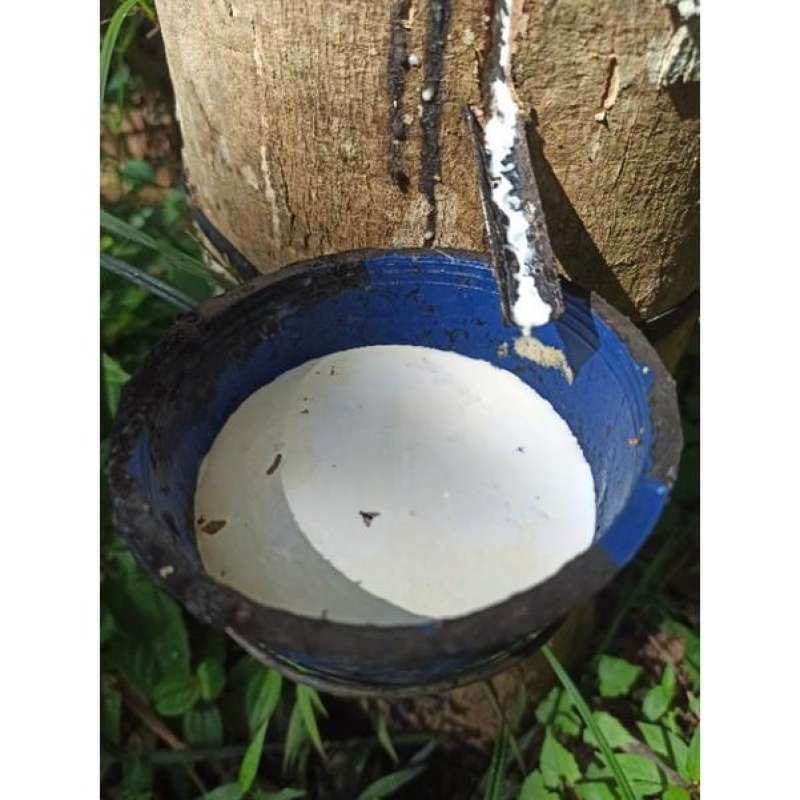 Jual Getah Karet Unggul Kemasan 300ml Di Seller Dgrosir_store ...