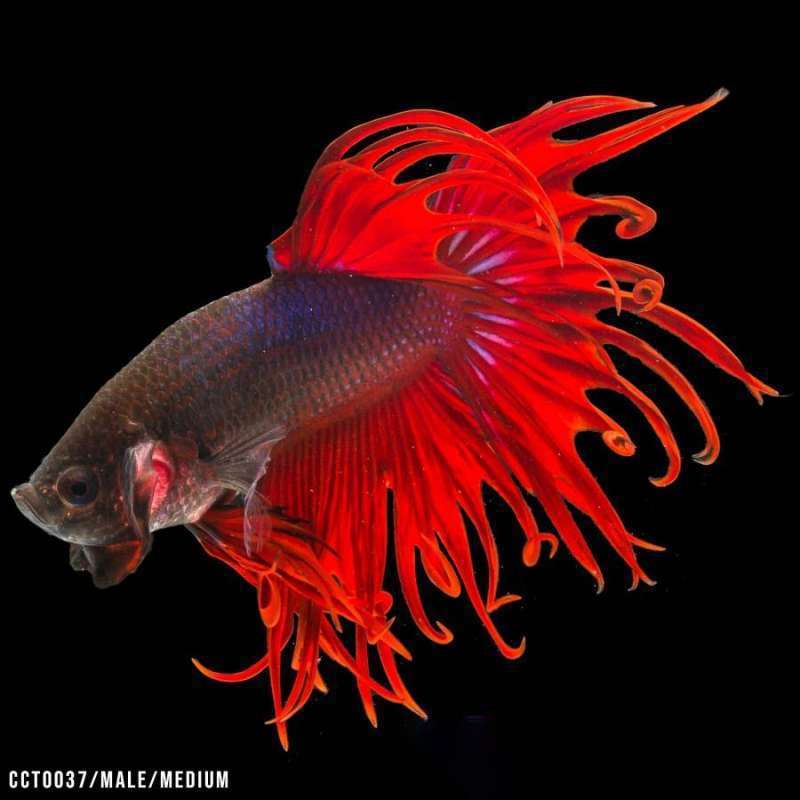 Jual Cupang Hias Serit Red Flame / Merah Biru / Betta Fish Crowntail di ...
