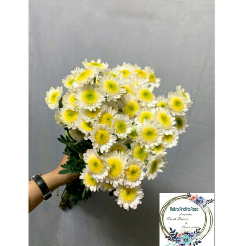 Jual BUNGA ASTER PUMA PUTIH 1 IKAT 10 TANGKAI di Seller Putra Andira ...