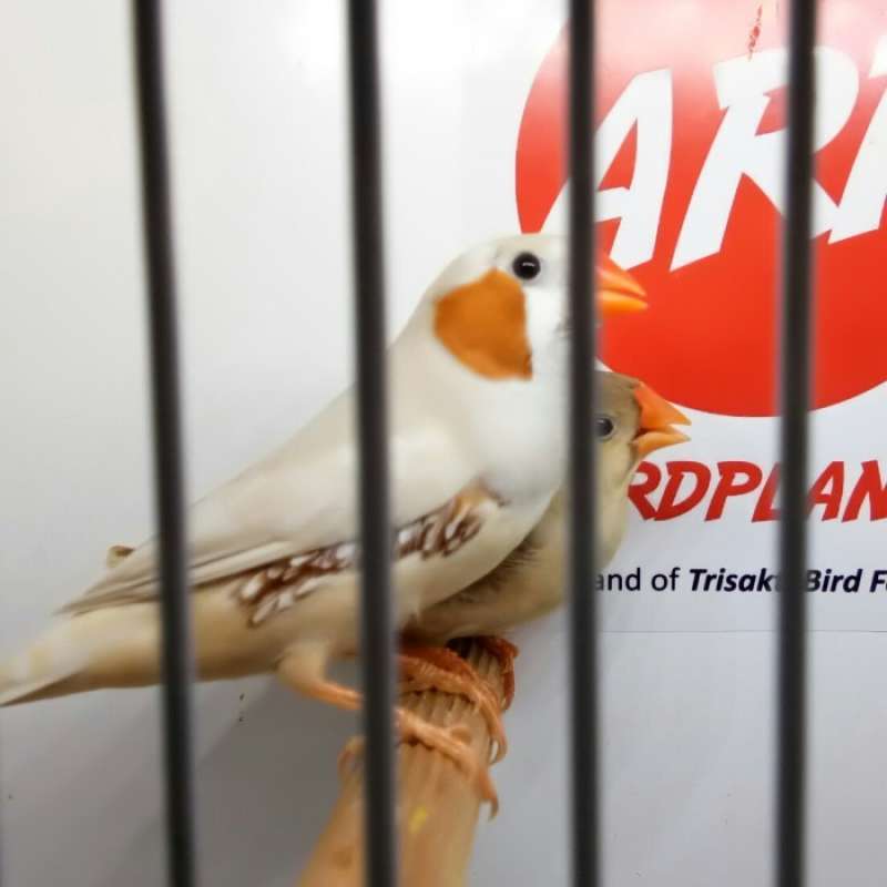 Promo Zebra Finch Mutasi Isabel Harga 2 pcs Diskon 23% di Seller ...