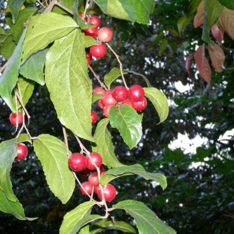 Jual Bibit Buah Lobi Lobi Asli Di Seller Grosir Bibit Mulia - Pehwetan ...