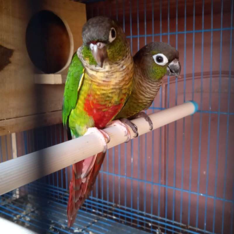 Jual Indukan Conure : Yellow Side Conure X Green Cheek Conure Dna Gaan ...
