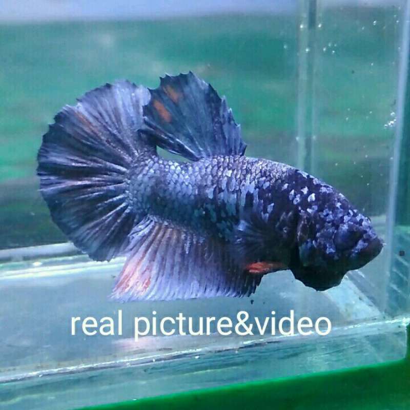 Jual IKAN CUPANG AVATAR GREY di Seller Hero Betta Indramayu - Kab ...