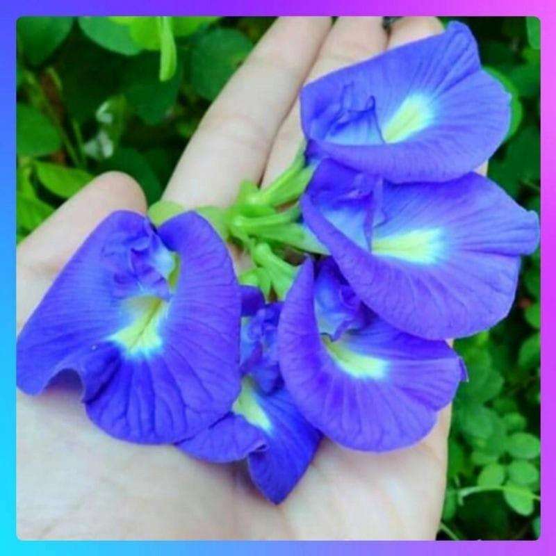 Jual Bunga Telang Segar Organik Butterfly pea flower hasil kebun sen ...