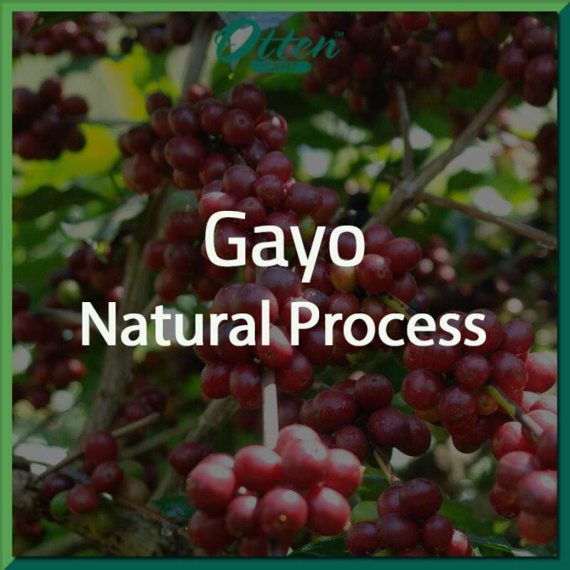 Jual Green Bean Kopi Arabica Aceh Gayo Natural Process - 1 Kg di Seller ...