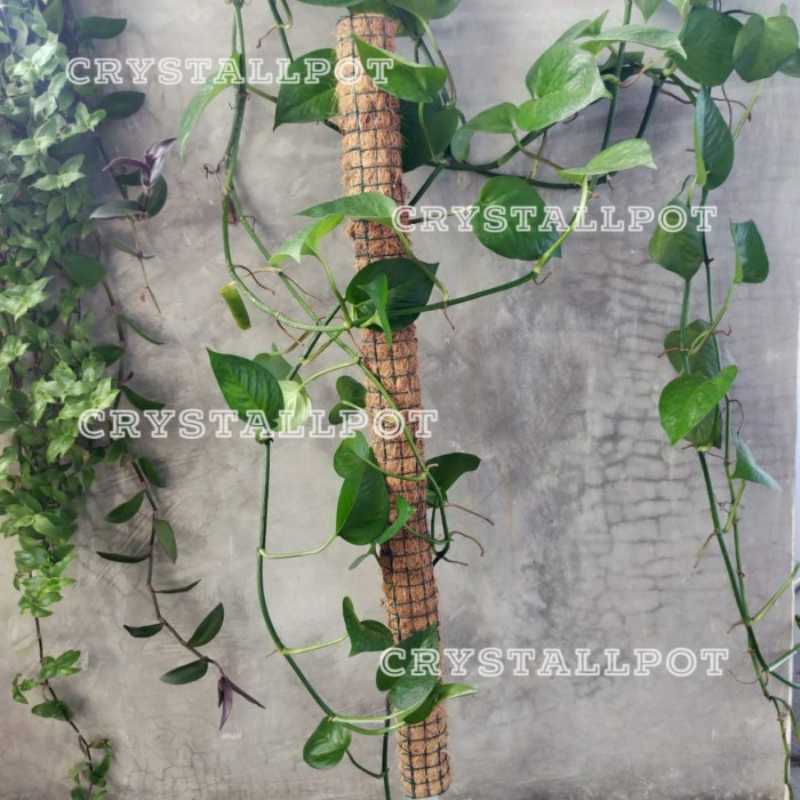 Jual rambatan tanaman | turus penyangga tanaman rambat panjang 30cm di ...
