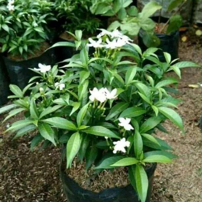 Jual Tanaman Hias Rembosa Mini -- Tanaman Melati Mini Di Seller Tanaman ...