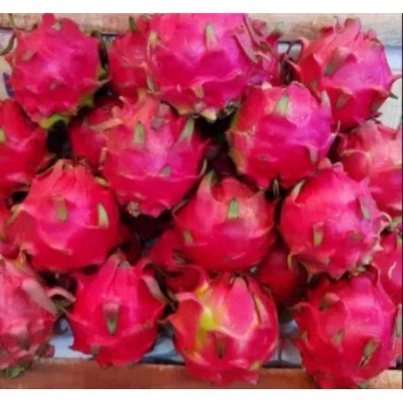 Jual Buah Naga di Seller Toko Stevin - Rawa Mekar Jaya, Kota Tangerang ...