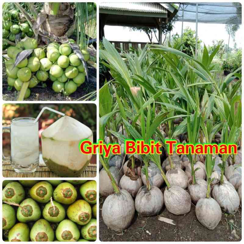 Jual Bibit Buah Kelapa Genjah Entok Kelapa Pendek Griya Bibit Tanaman ...