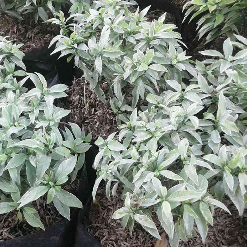 Promo Bunga Rombusa Mini Putih Diskon 25% Di Seller Nashandra Florist ...