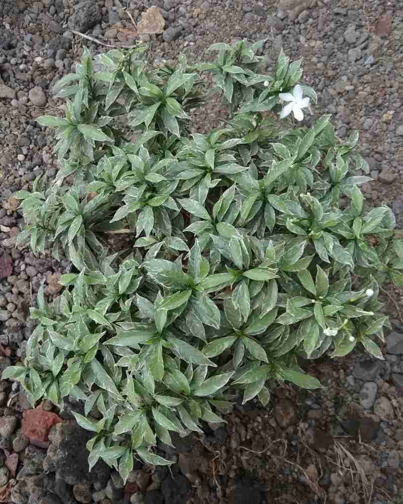 Promo Bunga Rombusa Mini Putih Diskon 25% Di Seller Nashandra Florist ...