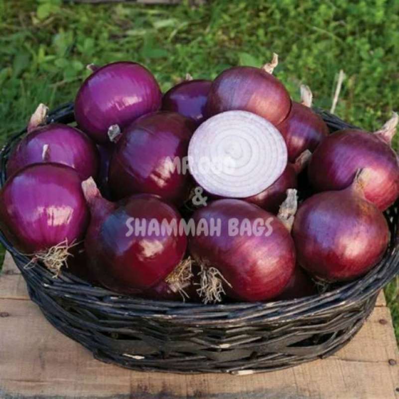 Jual Benih Sayuran- Onion Red Burgundy - 100 benih - Import di Seller ...