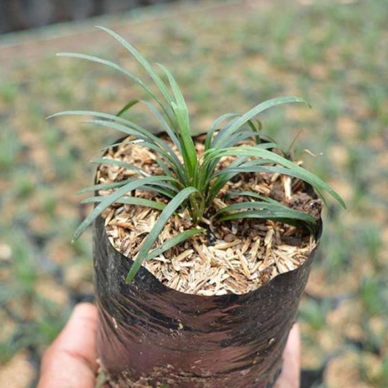 Jual Bandung Rumput Original Murah - Harga Diskon Juli 2024 | Blibli.com