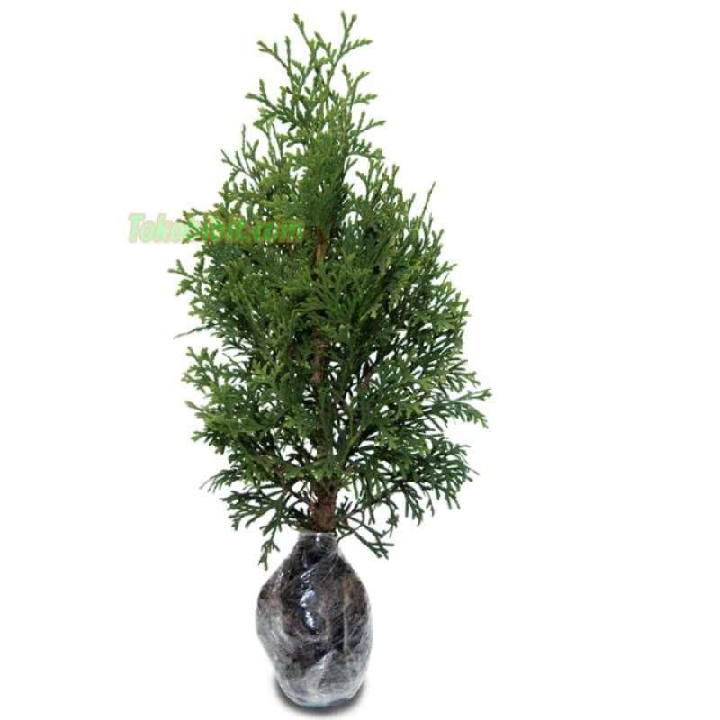 Jual Tanaman Cemara Kinoki Di Seller Tokobibitid - Sidomulyo, Kota Batu ...