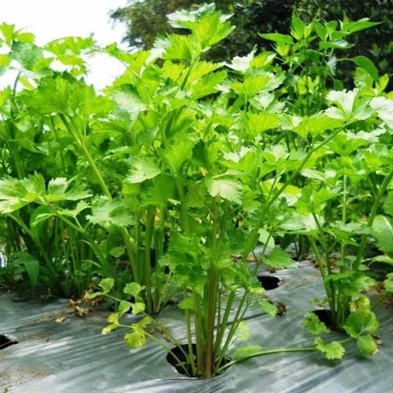 Promo Tanaman Seledri Diskon 20% di Seller tokobibitid - Sidomulyo ...