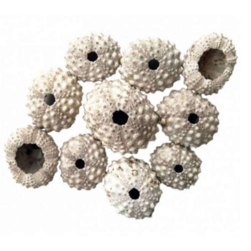 Jual ROUND SHELLS| NATURAL RESOURCES di Seller jarkidsedu - Kedaung ...