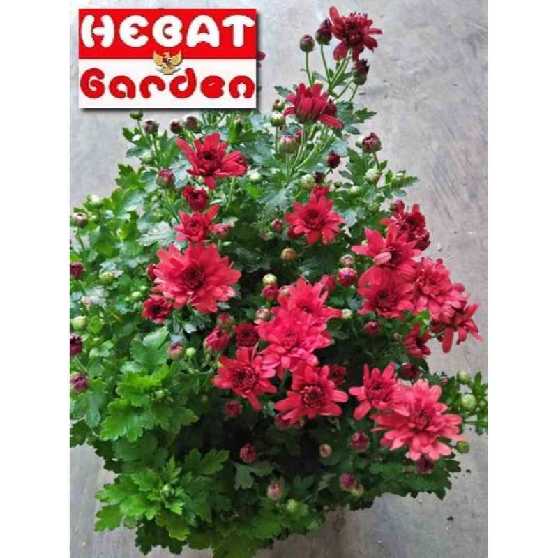 Jual Tanaman Bunga Seruni 💯 Harga Murah & Kualitas Terbaik Oktober 2025