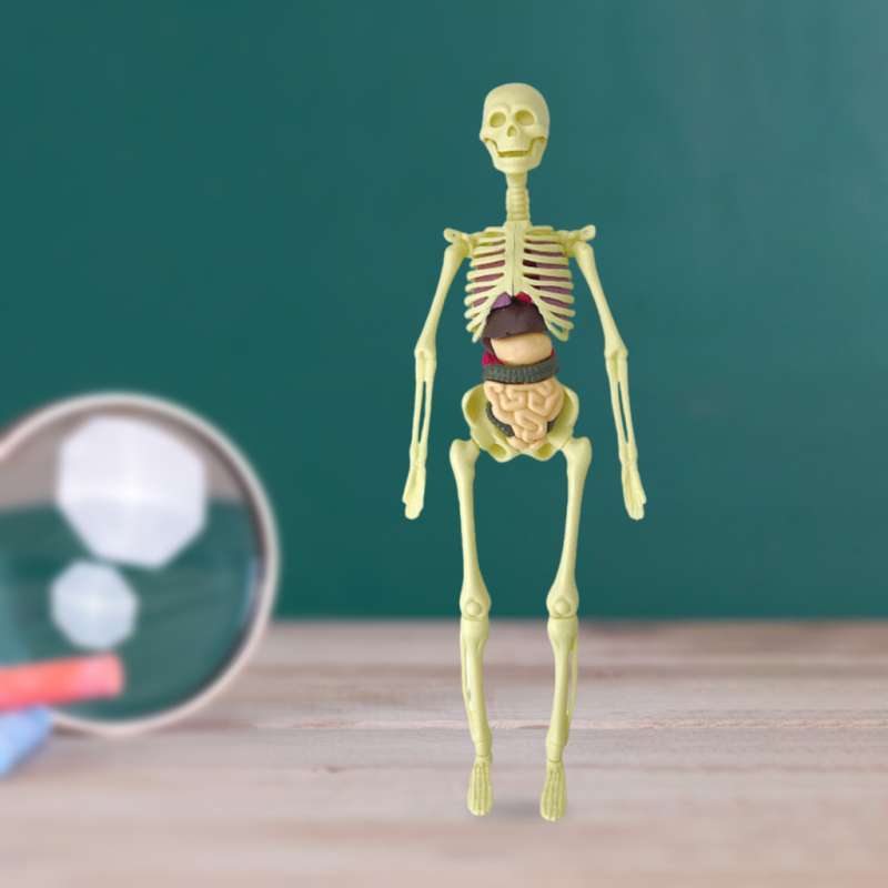 Promo Human Anatomical Anatomy Skeleton Model Education Display Anatomy ...