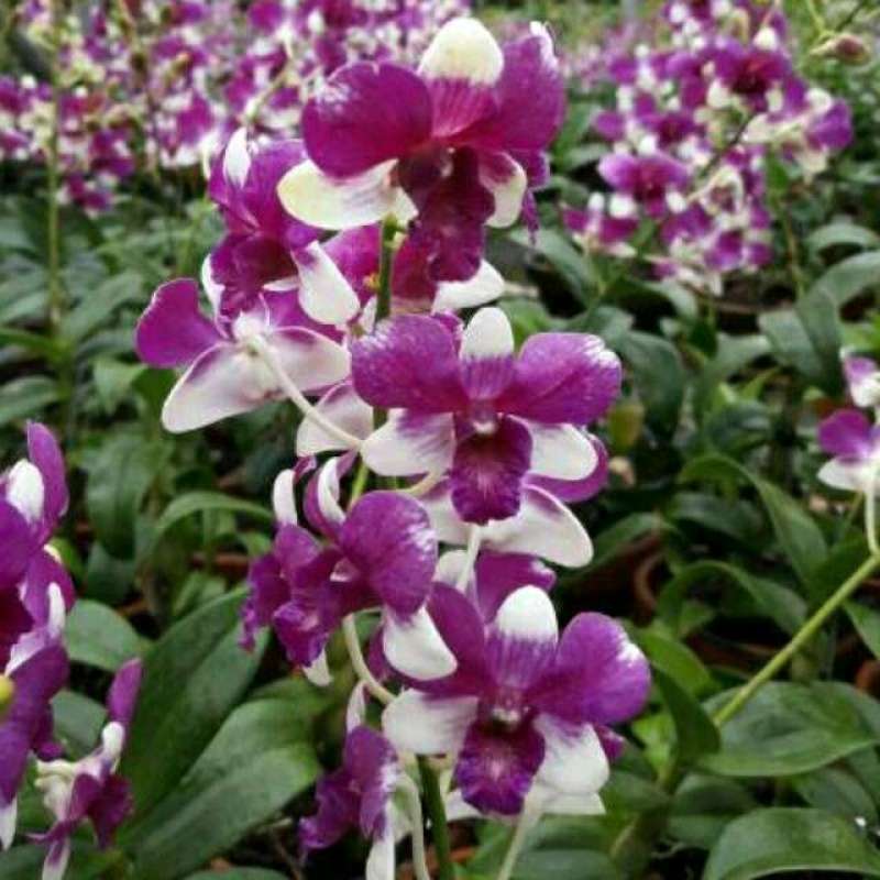 Promo Promo! Seedling Anggrek Dendrobium Jade Fancy-bibit Bunga Diskon ...