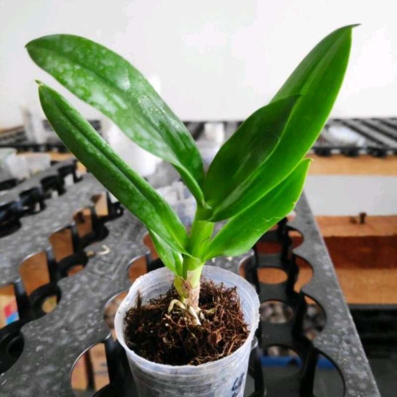 Promo Promo! Seedling Anggrek Dendrobium Jade Fancy-bibit Bunga Diskon ...