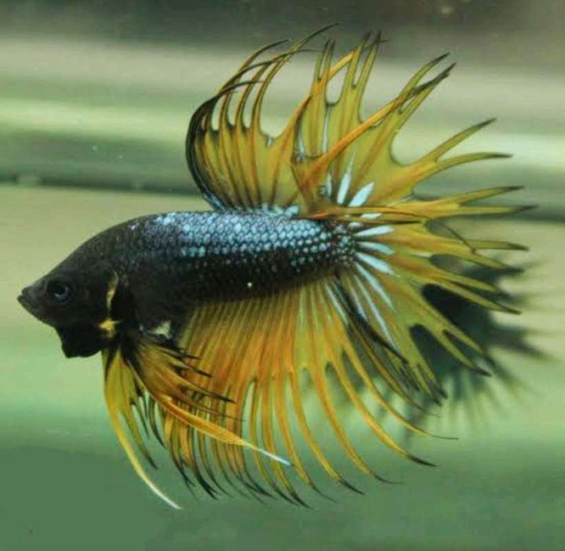 Jenis Ikan Cupang Serit