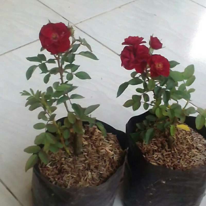 Jual Bibit Bunga mawar Baby Rose kelopak Besar - Putih di Seller agro ...