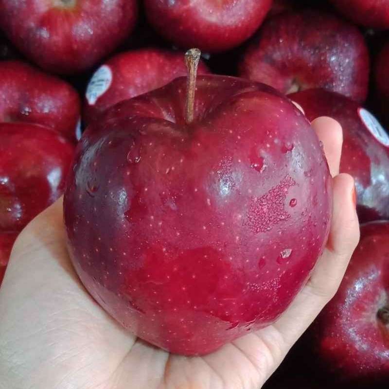 Jual Apel Merah [1 Kg] | Buah Segar Bandung Di Seller Indriastw - Mekar ...