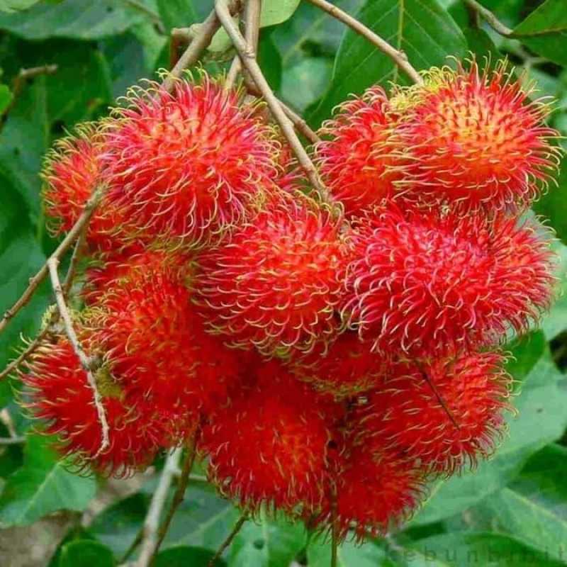 Jual Bibit Tanaman Rambutan Aceh - Floral di Seller INDAH TANI - Pondok ... Jual Bibit Tanaman Rambutan Aceh - Floral di Seller INDAH TANI - Pondok ...