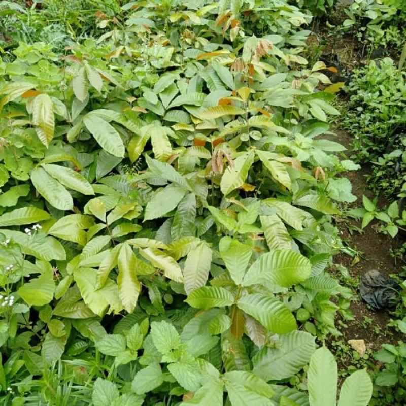 Jual Bibit Pohon Buah Matoa Super - Pohon Buah Khas Papua di Seller ...