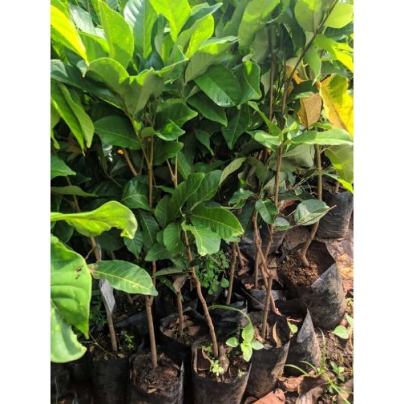 Jual BIbit Tanaman Rambutan Aceh di Seller risma bibit tanaman ... Jual BIbit Tanaman Rambutan Aceh di Seller risma bibit tanaman ...