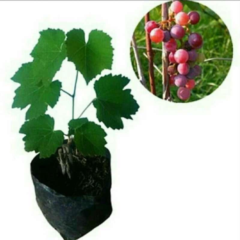 Jual Bibit Tanaman Buah Anggur Merah Pohon Buah Anggur Merah Siap