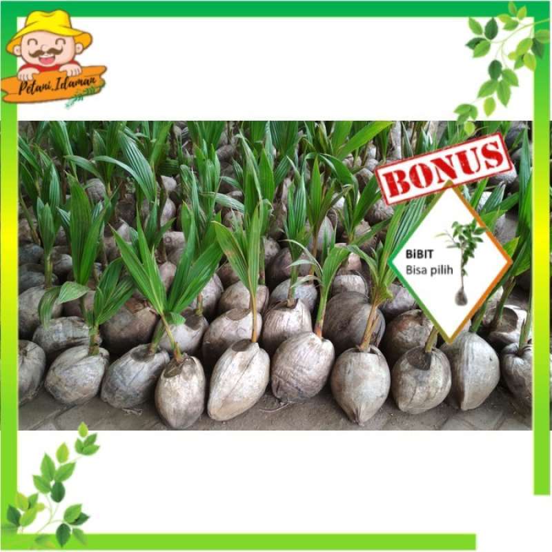 Jual Bibit Tanaman Kelapa Genjah Entok di Seller bibitanas05 ...