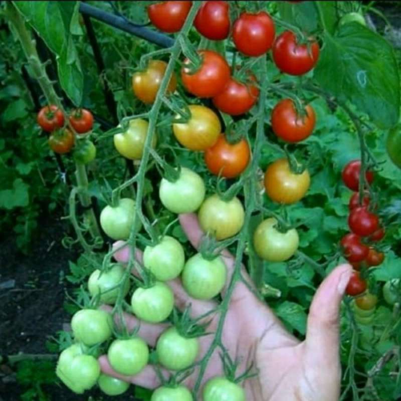 Jual tanaman buah tomat cherry premium di Seller bila bibit - Cipete ...