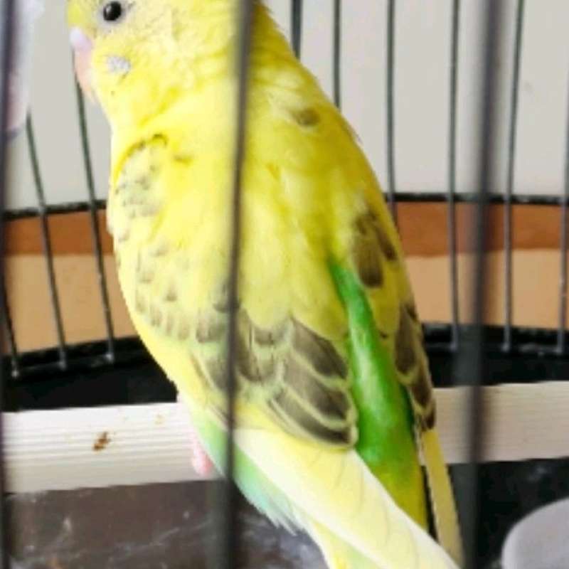 Jual Burung parkit respon tangan, warna terang, berkicau aktif di ...