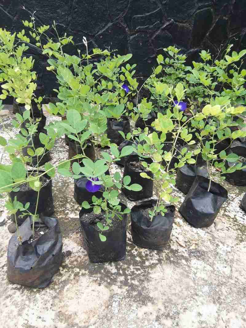 Jual Pohon Bunga Telang Original Murah - Harga Diskon April 2024 ...
