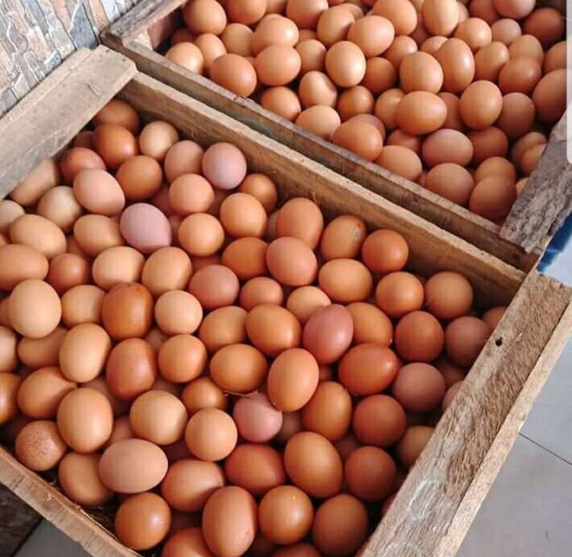 Jual Telur Ayam Negeri (horn) Murah Fresh 1 Kg Halal Di Seller Fortun ...