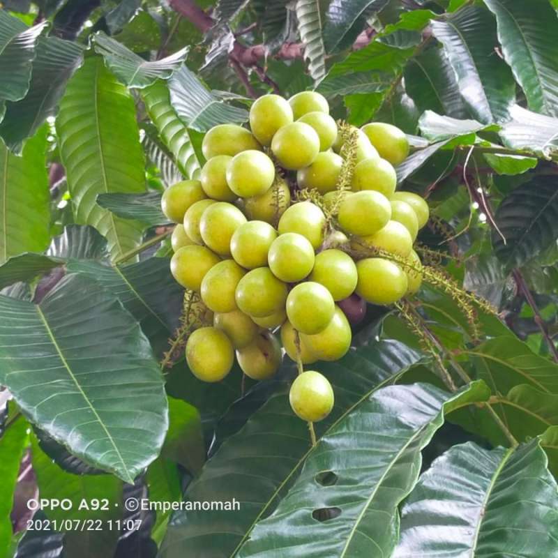 Pohon Matoa Dari Papua