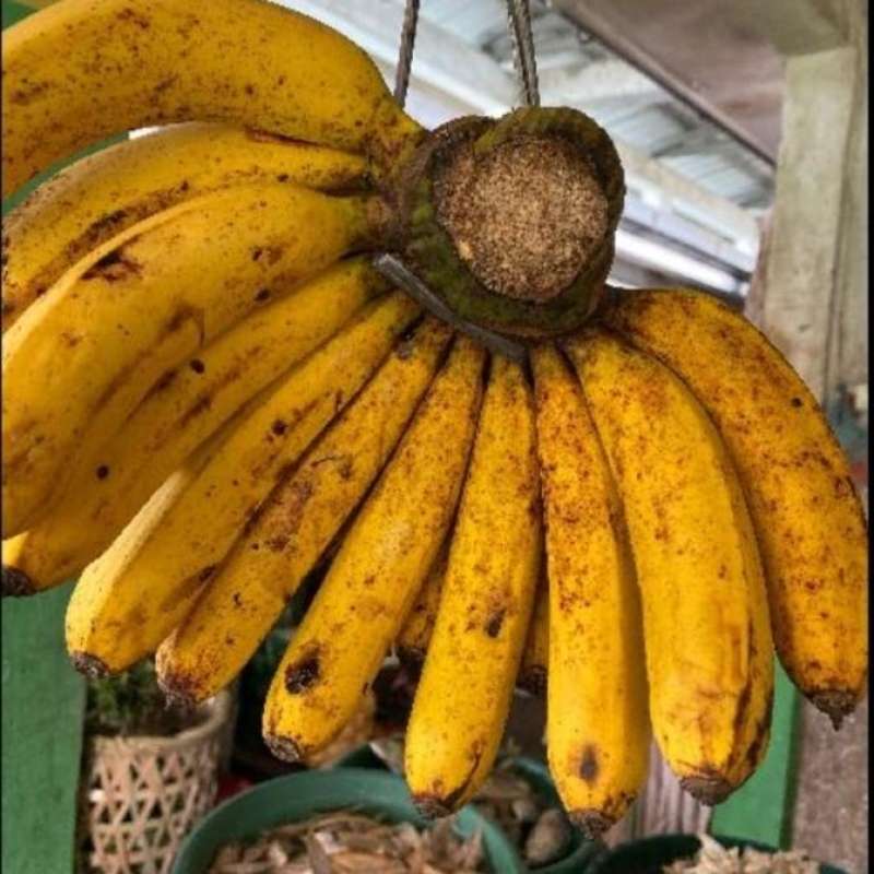 Pisang Barangan
