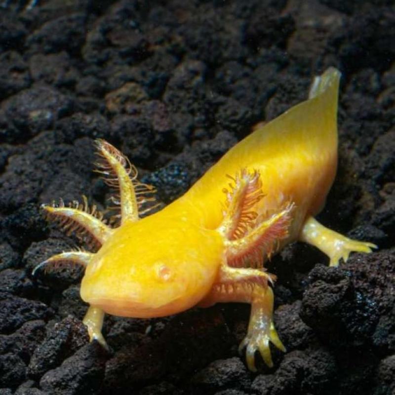 Jual Axolotl Golden Yellow Dogfish Salamander Walking Fish di Seller ...
