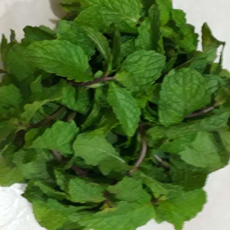 Jual Gojek Only!! Daun Mint Segar 50g Di Seller Atozphere - Pandau Hulu ...