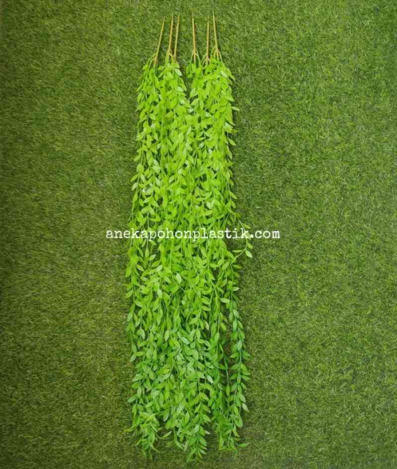 Promo Daun Rambat Juntai Gradasi Warna Hijau Muda Merah Tanaman ...