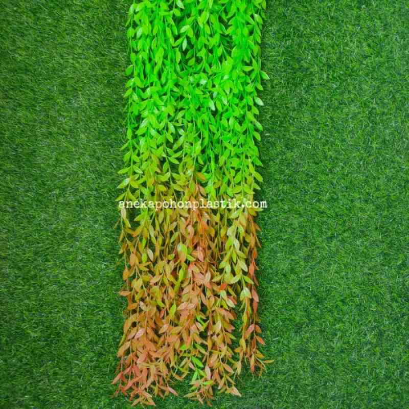 Promo Daun Rambat Juntai Gradasi Warna Hijau Muda Merah Tanaman ...
