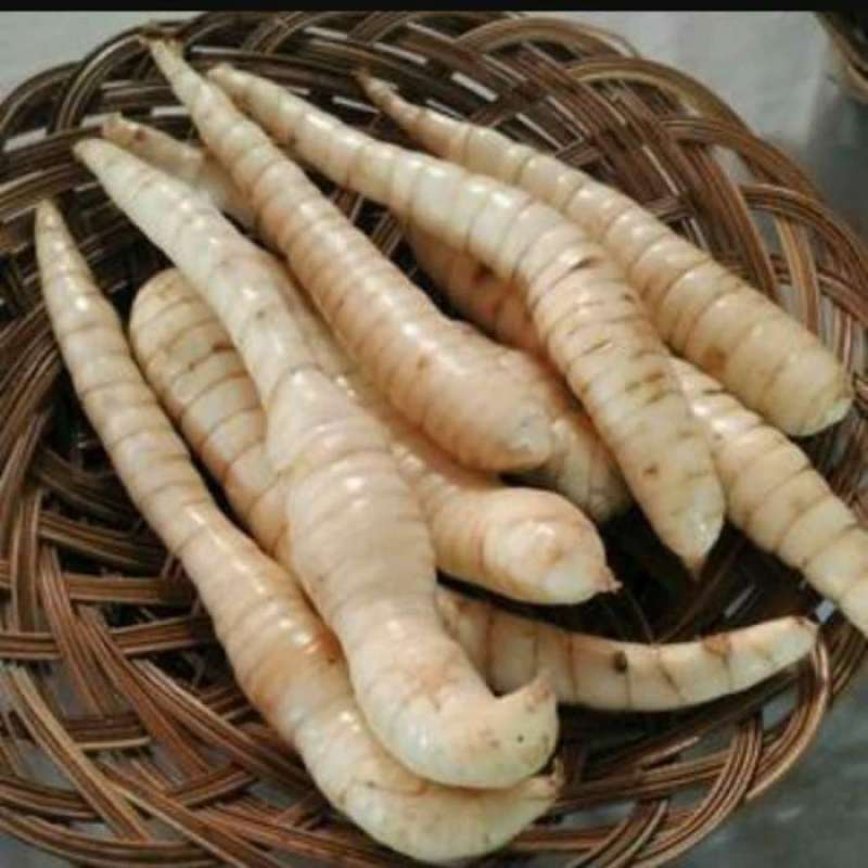 Jual Ready Umbi Garut Atau Temu Kunci di Seller Black Orange - Jayasari ...