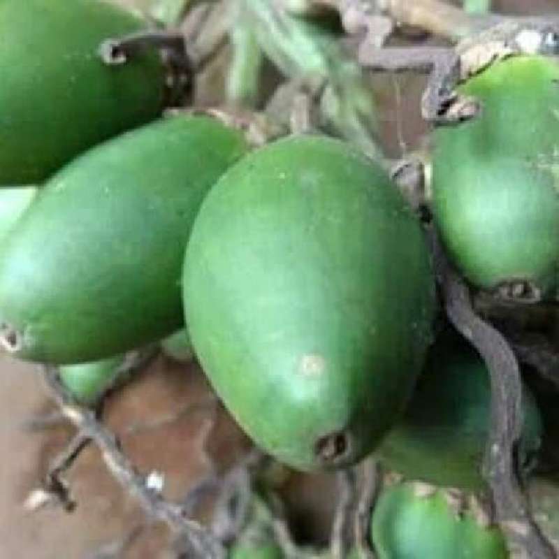 Jual Buah Pinang Muda 1Kg Halal di Seller Black Orange - Jayasari, Kab ...