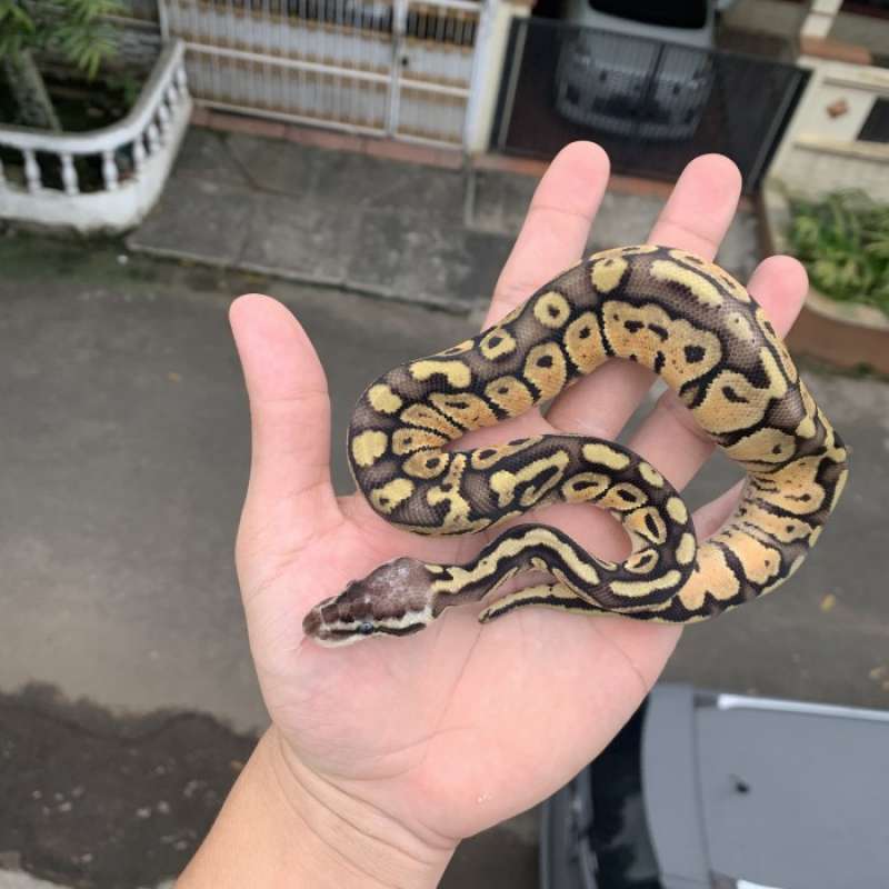 Promo Ball Python Super Pastel / Ballpython Super Pastel Diskon 12% di ...
